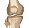 Anatomie - GENOU